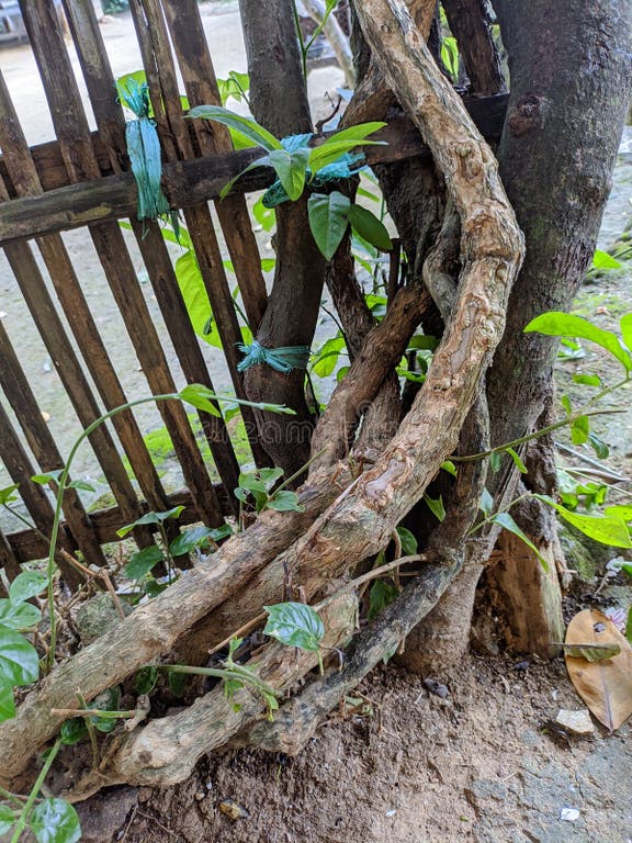 Very Nice and Aesthetic Tree Roots Stock Image - Image of roots, tree ...