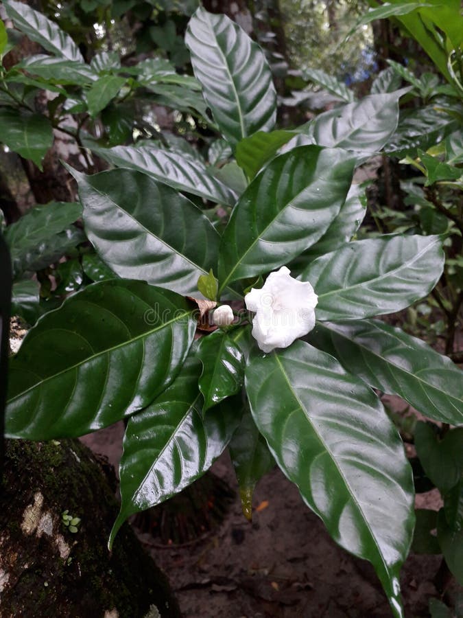 Very Nice Bella Flower in a Baby Tree. Stock Photo - Image of flower ...