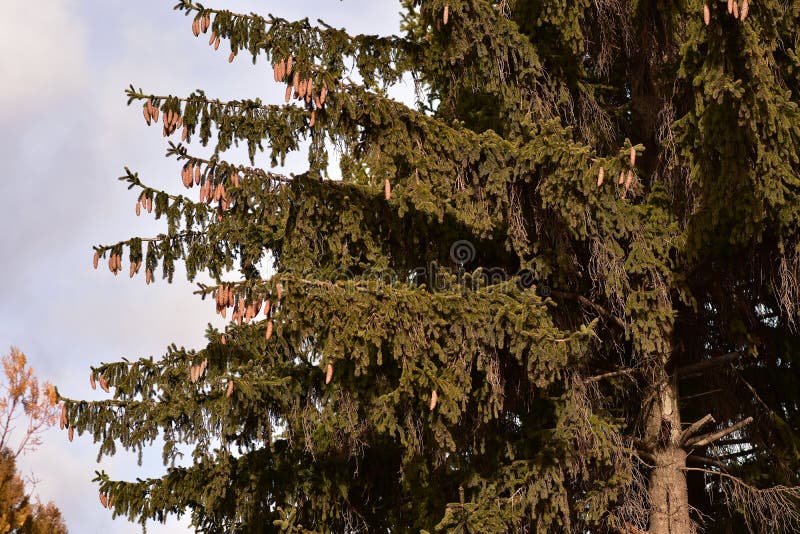 Very Nice Tree in the Winter Stock Photo - Image of sunshine, beauty ...