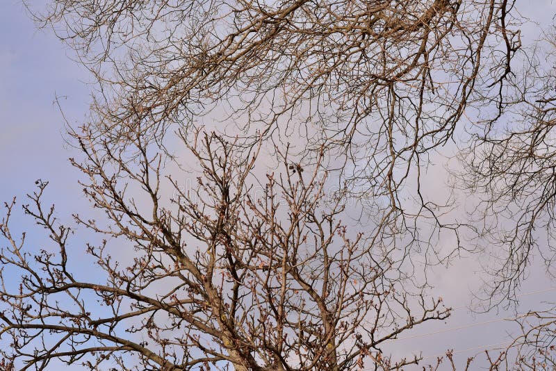 Very Nice Tree in the Winter Stock Photo - Image of water, plants ...