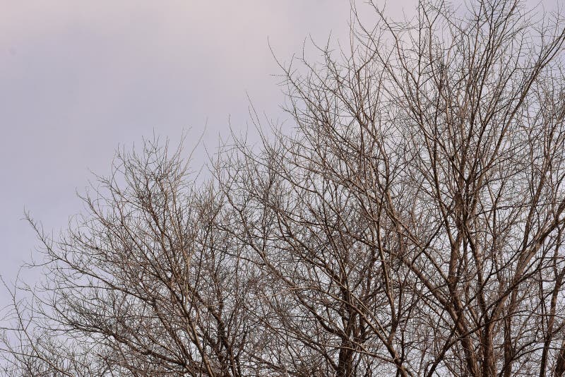 Very Nice Tree in the Winter Stock Image - Image of beautiful, water ...