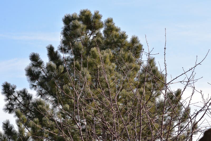 Very Nice Tree in the Winter Stock Image - Image of decorative, autumn ...