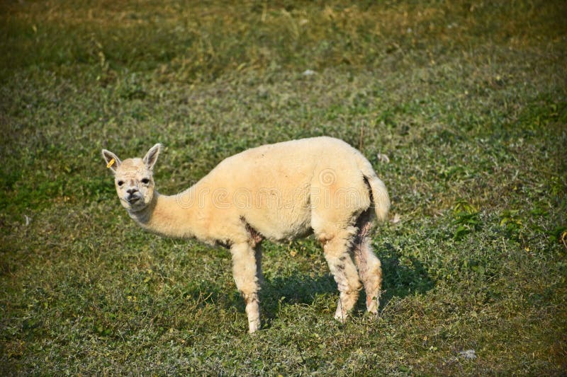 Big white lama in the zoo. stock photo. Image of alpaca - 149436500
