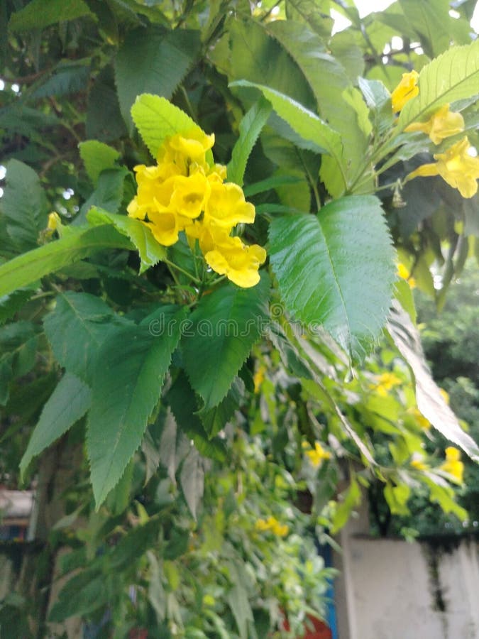 Very Nice Champak Bloom in a Tree Creat Beautiful Scenery Stock Image ...