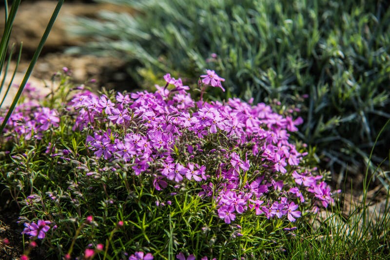 Very Nice Colorful Flower Garden in Spring Stock Image - Image of ...