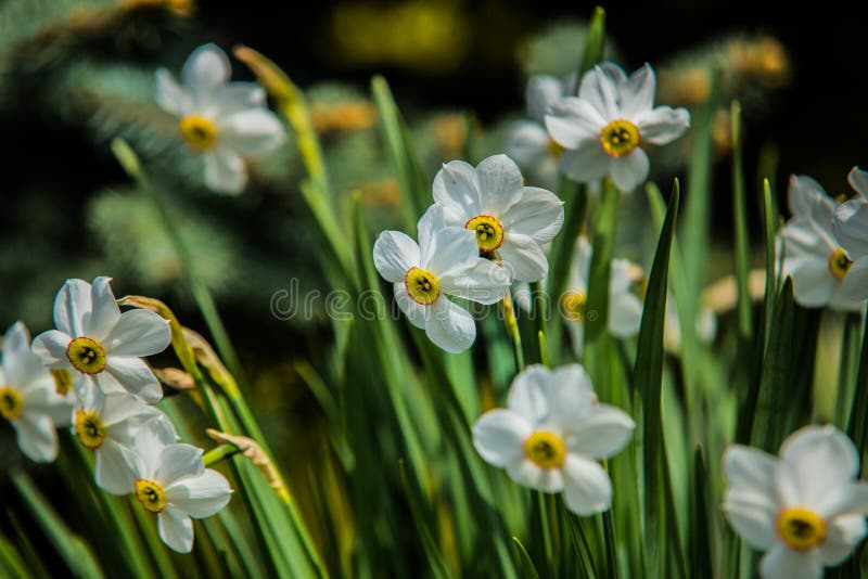 Very Nice Colorful Flower Garden in Spring Stock Image - Image of ...