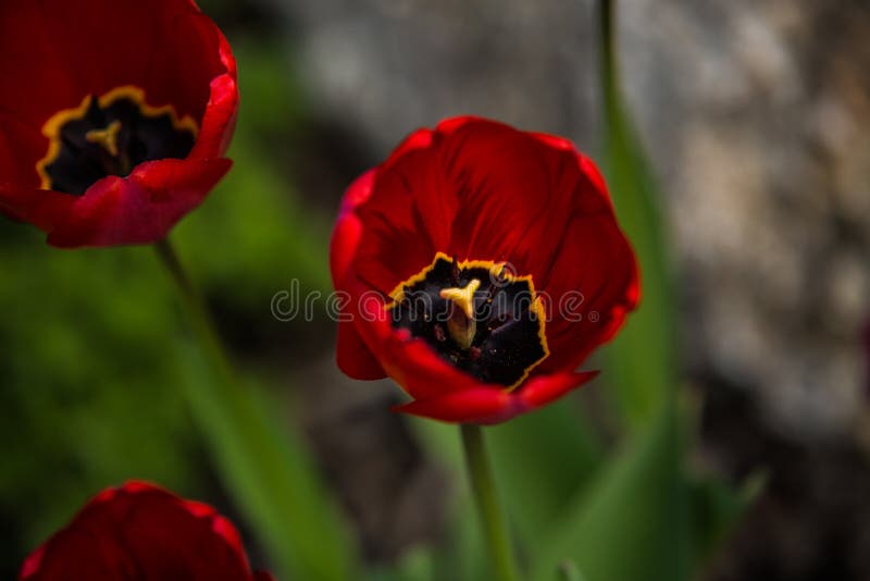 Very Nice Colorful Flower Garden in Spring Stock Image - Image of ...