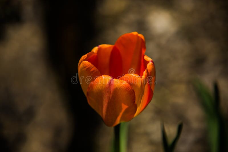 Very Nice Colorful Flower Garden in Spring Stock Image - Image of ...