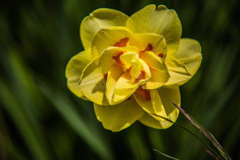 Very Nice Colorful Flower Garden in Spring Stock Image - Image of ...