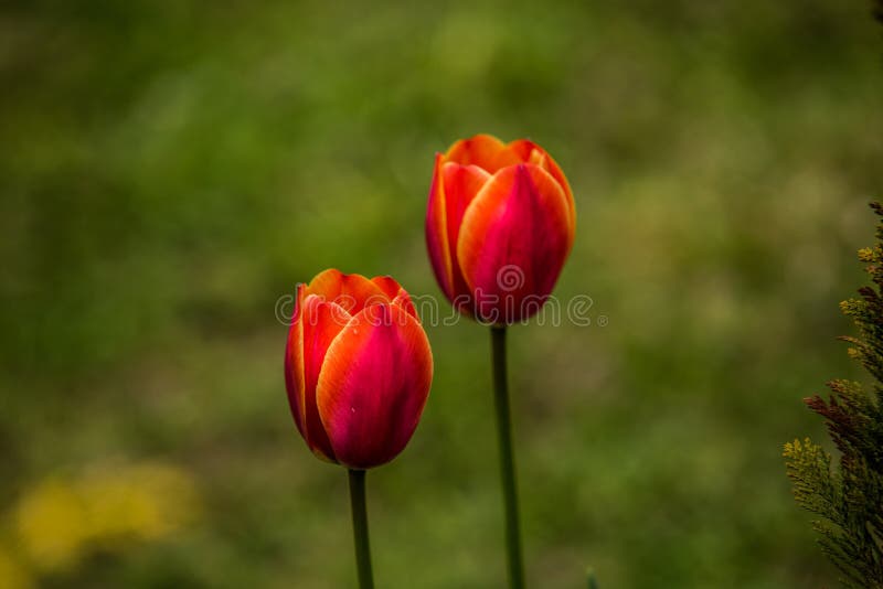 Very Nice Colorful Flower Garden in Spring Stock Photo - Image of ...