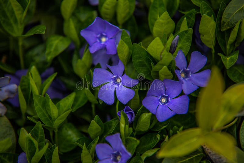 Very Nice Colorful Flower Garden in Spring Stock Photo - Image of pink ...