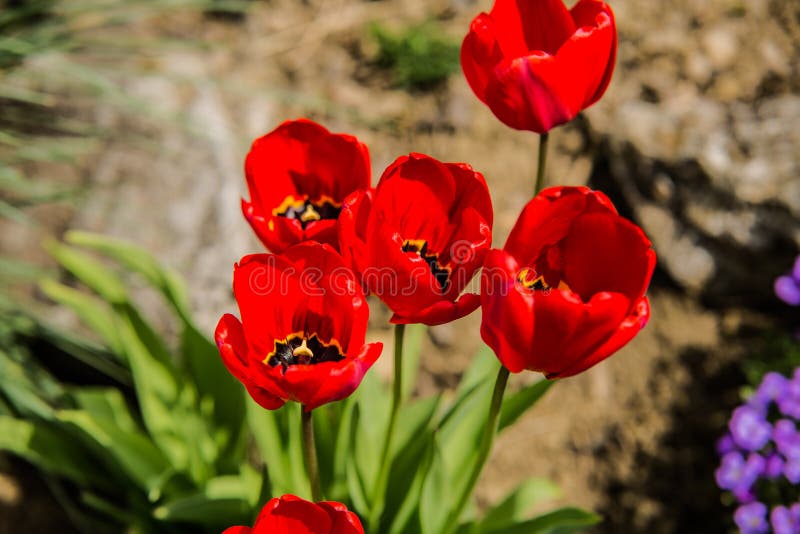 Very Nice Colorful Flower Garden in Spring Stock Photo - Image of aroma ...