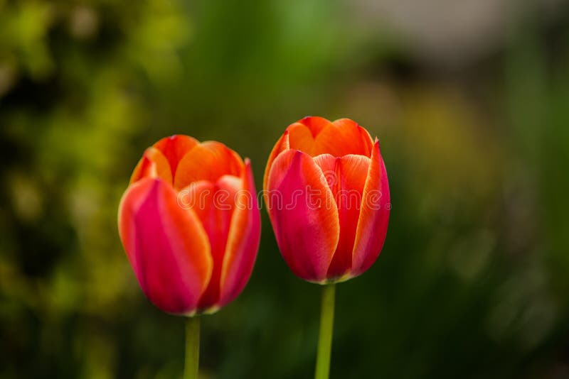 Very Nice Colorful Flower Garden in Spring Stock Photo - Image of ...
