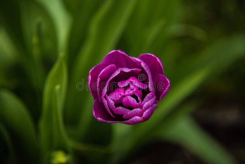 Very Nice Colorful Flower Garden in Spring Stock Photo - Image of sunny ...