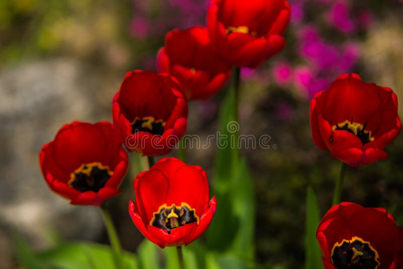 Very Nice Colorful Flower Garden in Spring Stock Image - Image of ...