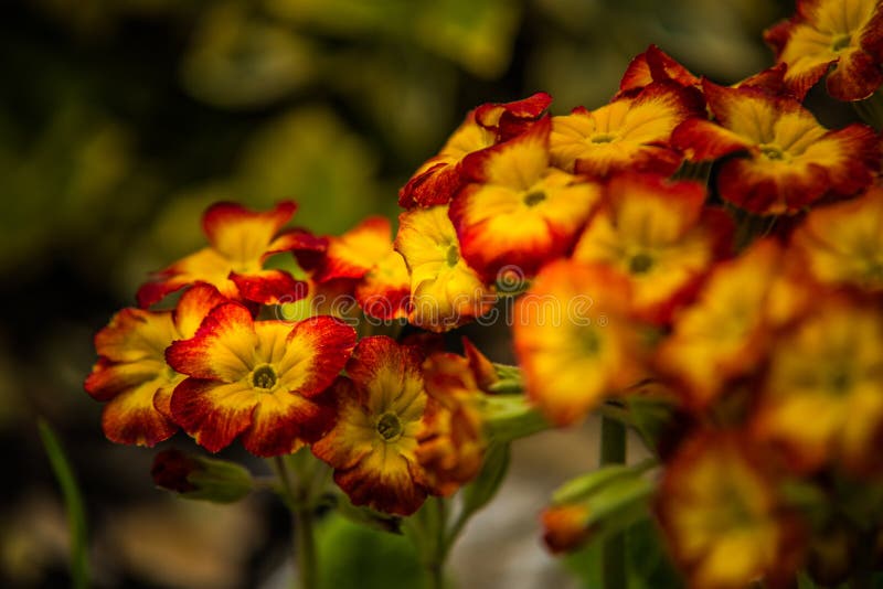 Very Nice Colorful Flower Garden in Spring Stock Photo - Image of light ...