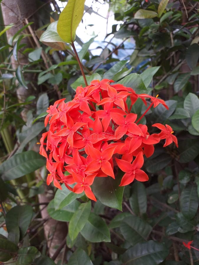 Very Nice Flower of My Beautyful Garden Stock Photo - Image of garden ...