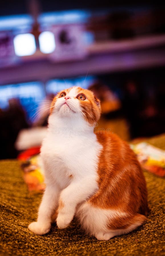 Very Nice and Gentle Kitty. Red Cat Stock Photo - Image of fold ...