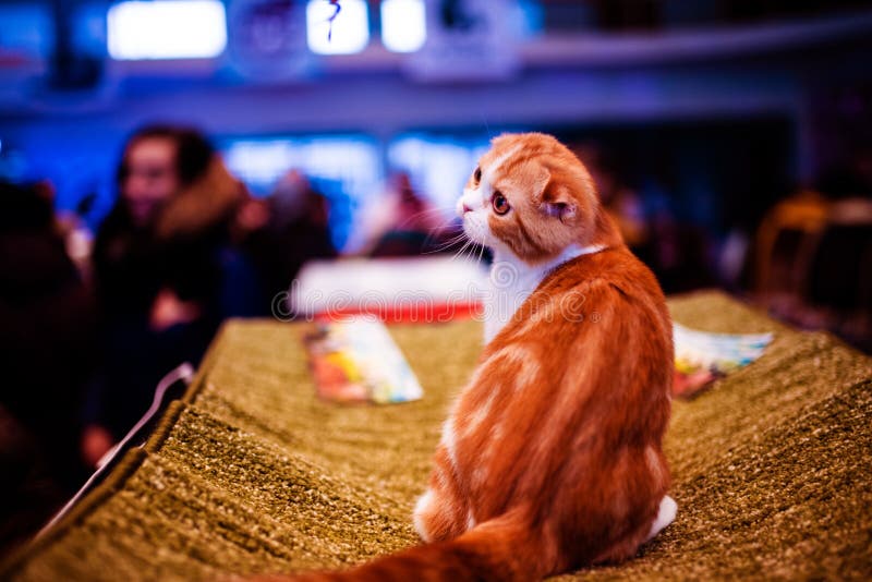 Very Nice and Gentle Kitty. Red Cat Stock Image - Image of open, grey ...