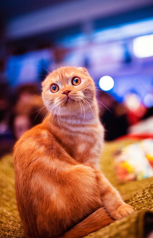 Very Nice and Gentle Kitty. Red Cat Stock Image - Image of open, grey ...