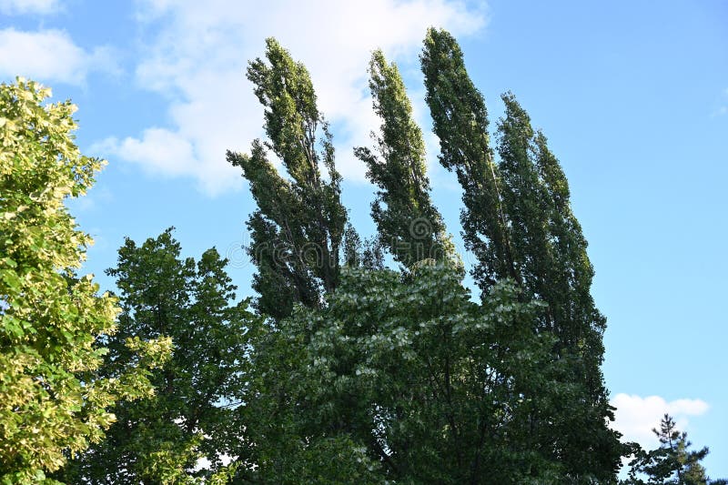 Very Nice Green Many High Trees in the Mountain in the Sunshine Stock ...