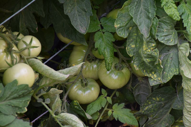 Very Nice Green Tomatoes in My Garden Stock Image - Image of yellow ...