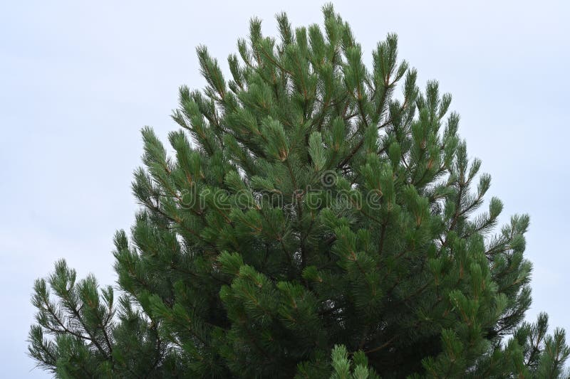 Very Nice High Pine Tree in the Mountain in the Sunshine Stock Photo ...