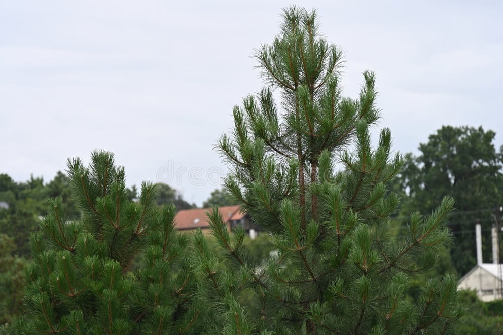 Very Nice High Pine Tree in the Mountain in the Sunshine Stock Image ...