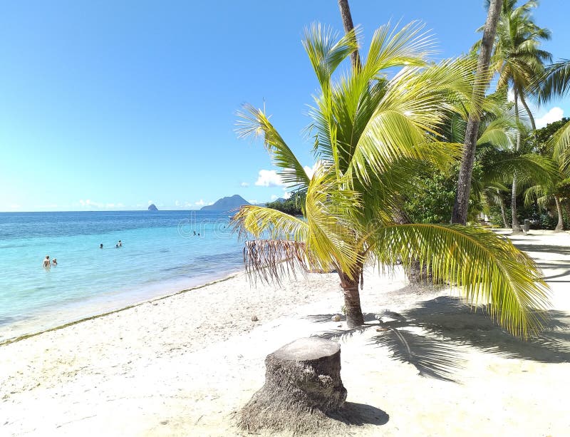 Very Nice Landscape with the Sea and Coconut Trees Stock Image - Image ...
