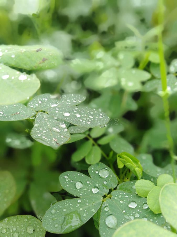 Very nice leaf image stock image. Image of garden, grass - 201044431