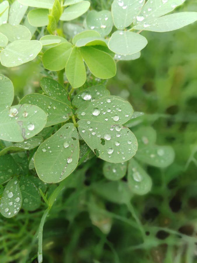 Very nice leaf image stock image. Image of branch, nature - 201044877