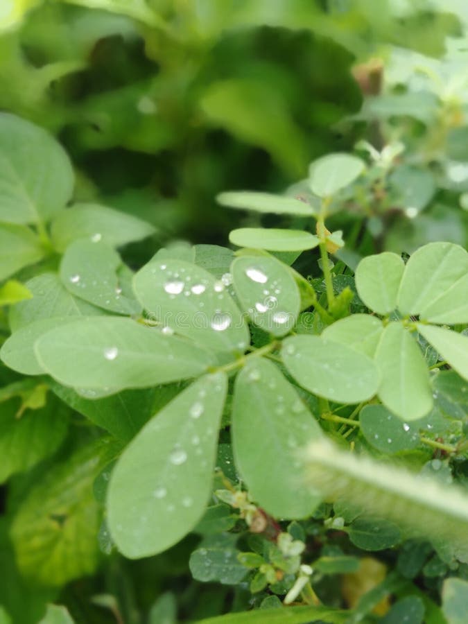 Very nice leaf image stock photo. Image of shrub, branch - 201044922