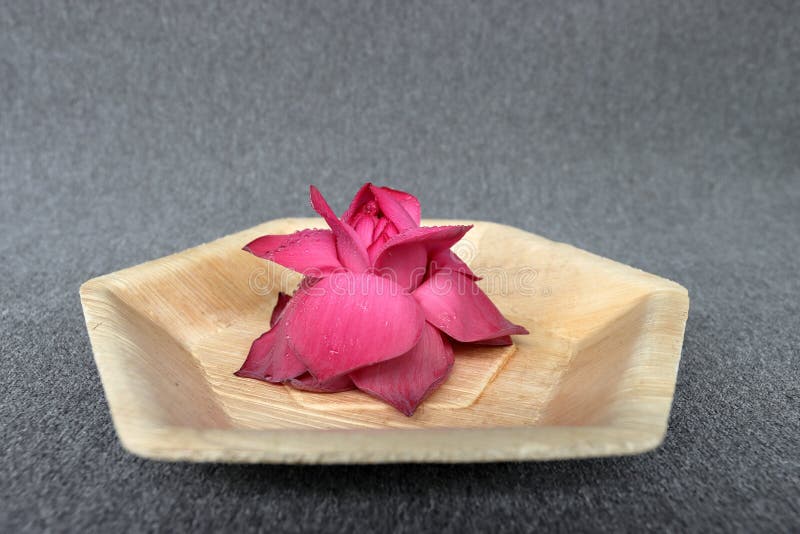 Very Nice Lotus Flower on a Nice Wicker Pot Stock Image - Image of pond ...