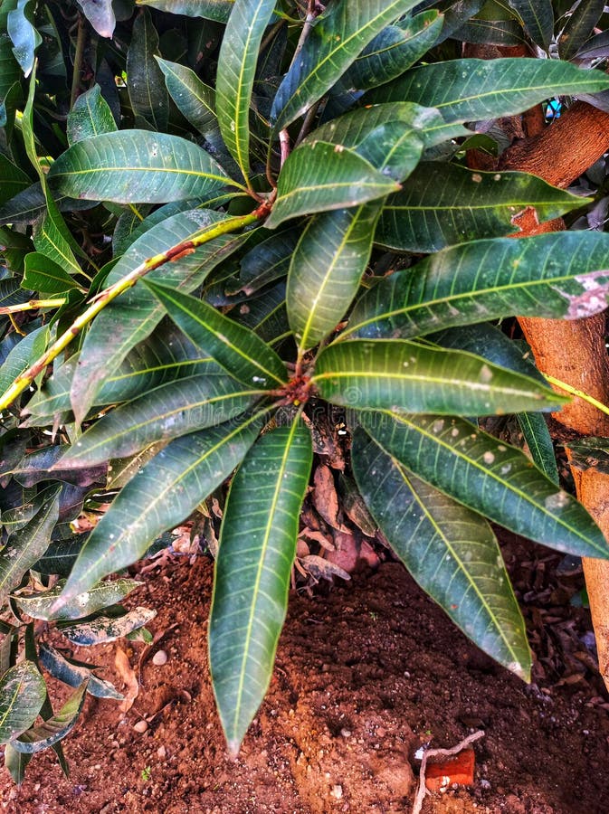 Very Nice Mango Tree Leaves Stock Image - Image of food, jungle: 210455597