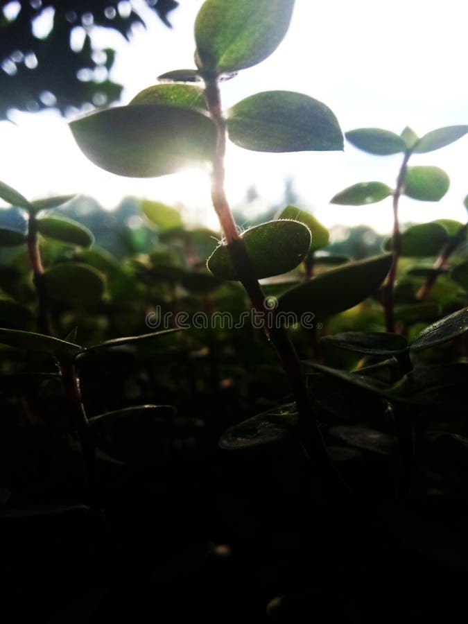 Very Nice Morning with Trees and Plans Stock Photo - Image of morning ...