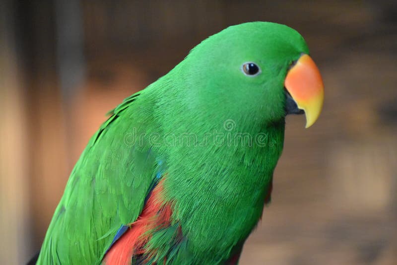 A Very Nice Parrot Bird Image Stock Photo - Image of nice, parrot ...