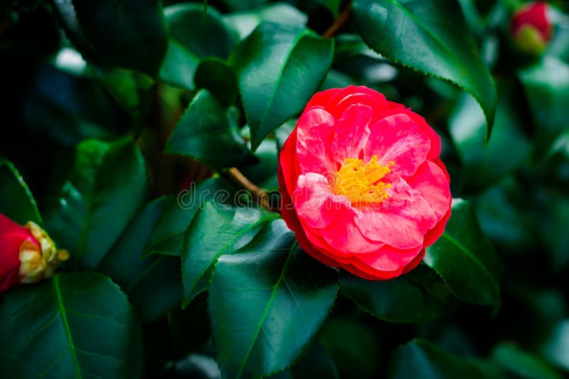 Very Nice Photo of a Red Hybrid Rose Flower Stock Image - Image of nice ...
