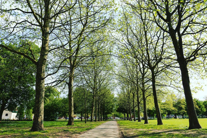 A Very Nice Picture of Trees Stock Image - Image of trees, nice: 278230615