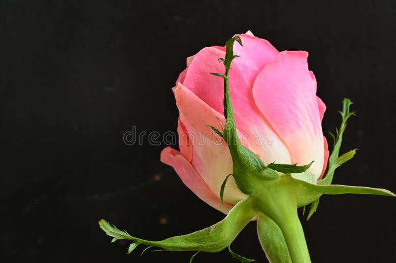 Pink rose stock photo. Image of prety, waterdrops, summer - 75644562