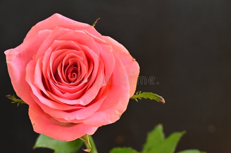 Pink rose stock photo. Image of prety, waterdrops, summer - 75644562