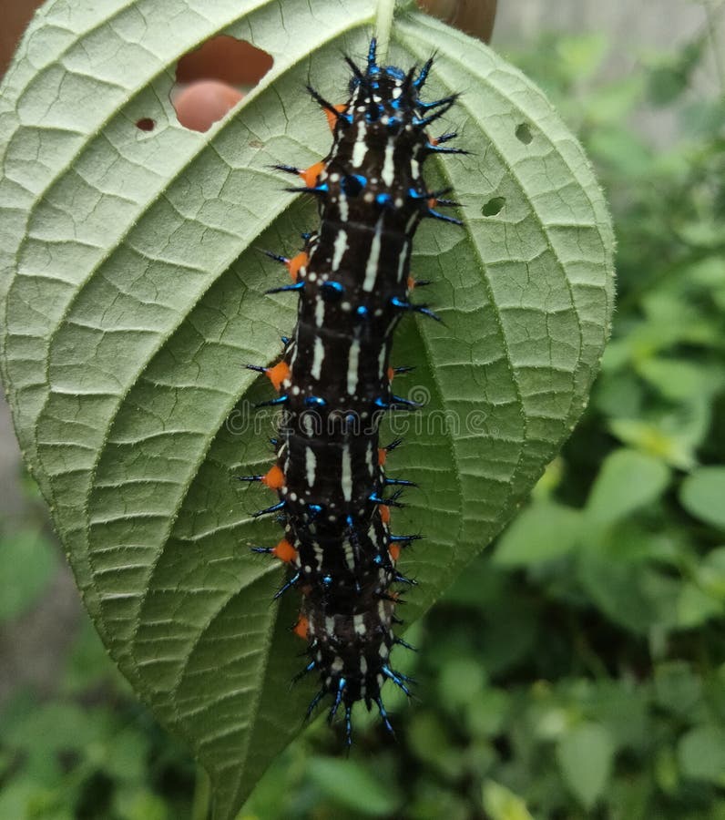 Very Nice Plant Stock Image Image Of Nature Insect 269365919