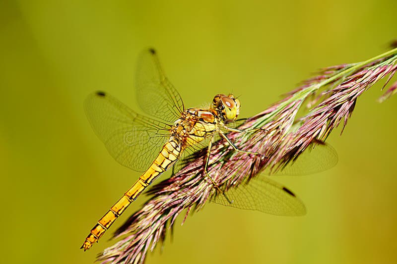 Nice Dragonfly (odonata) in the Grass Stock Image - Image of macro ...