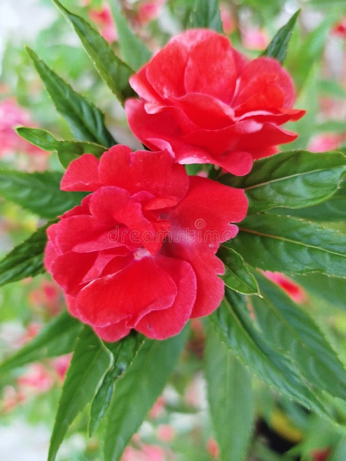 Very Nice Colorful Gerber on the Mirror Stock Image - Image of gerber ...