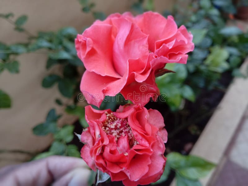 Very nice Red Rose stock image. Image of sachin, kulkarni - 175120329