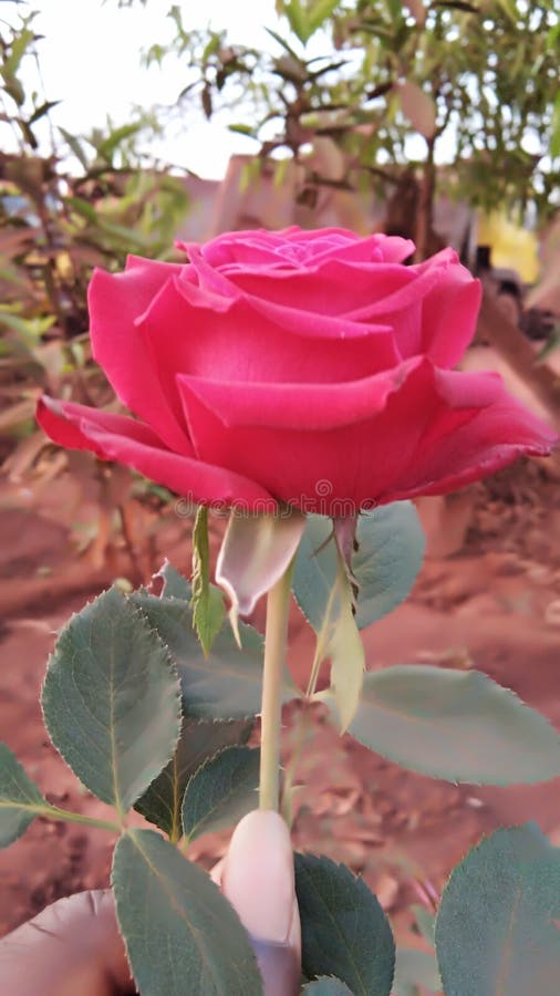 Red roses stock photo. Image of rose, flower, nice, roses - 122816496