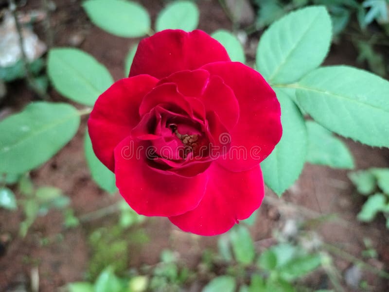 Very nice rose in my home stock photo. Image of nice - 210527942