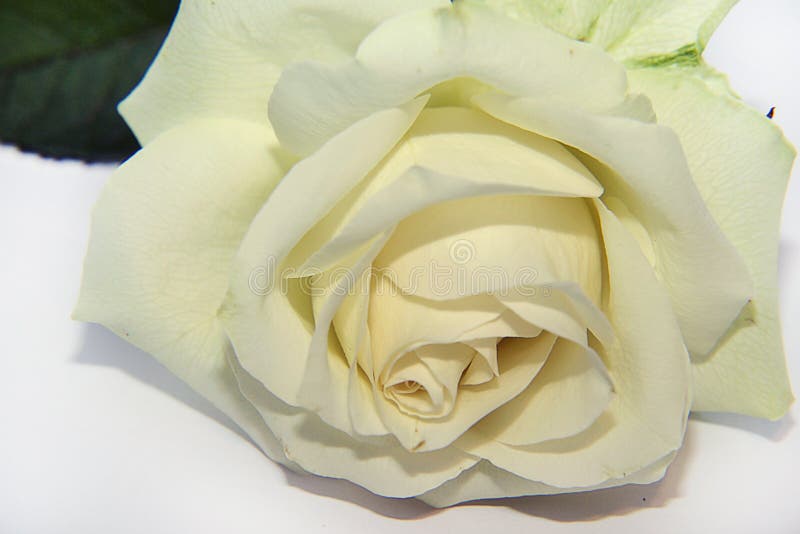 Nice rose stock image. Image of close, summer, flower - 74766623