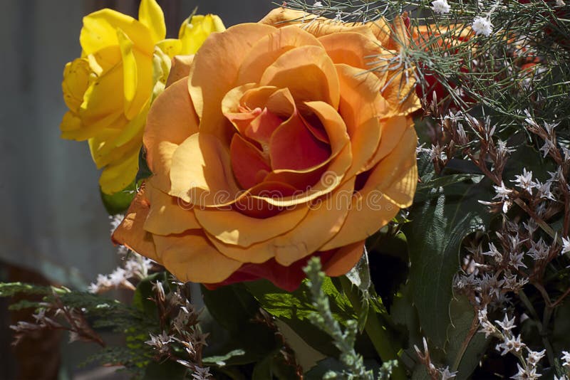 Nice roses stock image. Image of white, shunshine, home - 99861801