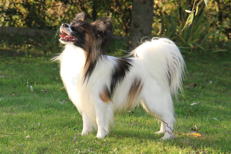 Small papillon puppy stock photo. Image of grass, animal - 113622186
