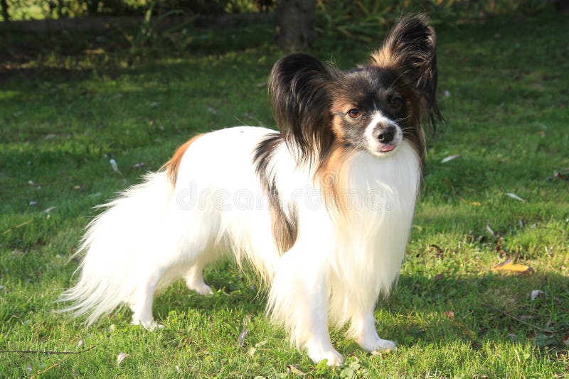 Small papillon puppy stock photo. Image of canine, mammal - 113622176